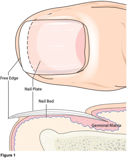 The window of detection when using fingernail clippings for drug ...