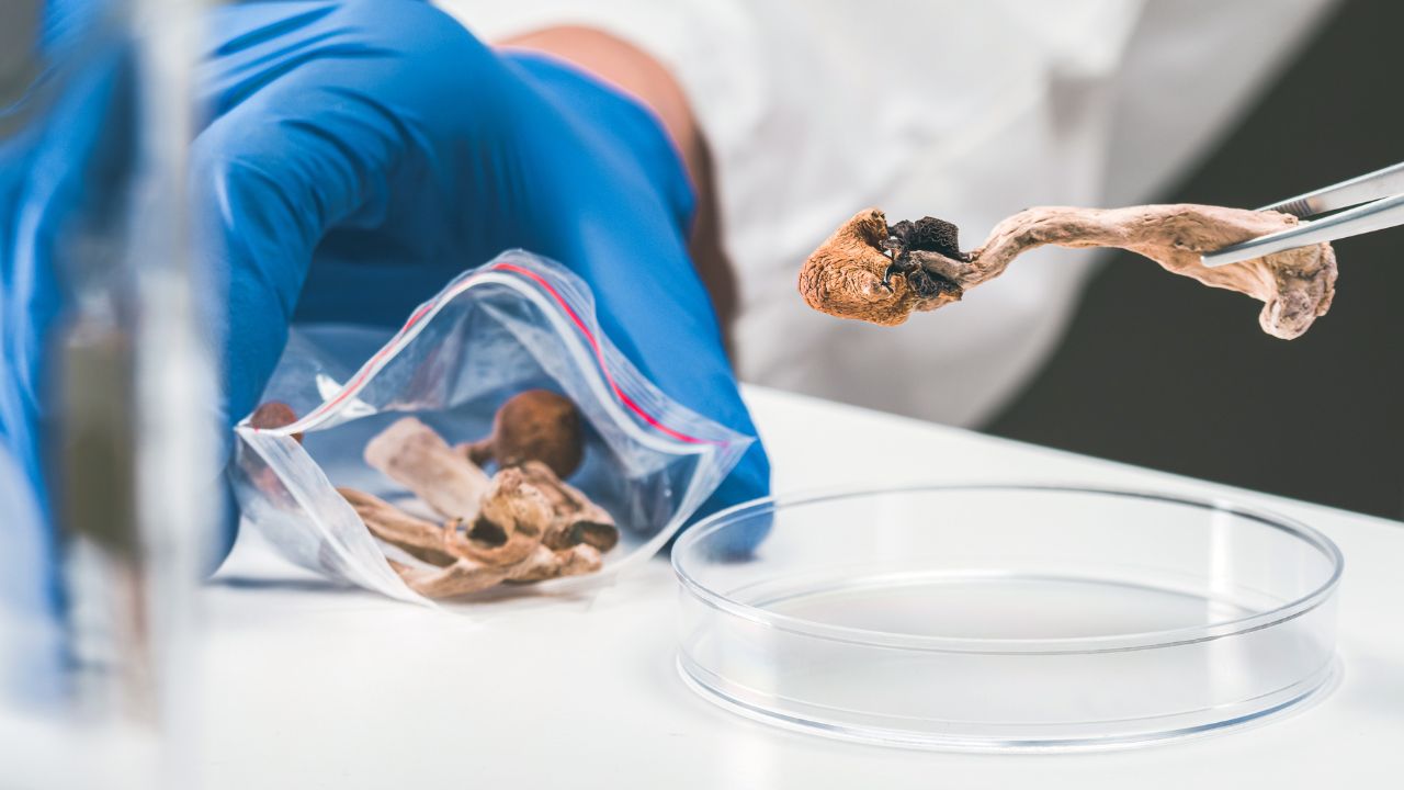 The Shroom Boom: An Emergence of Psilocybin in Canada - Western Medical ...